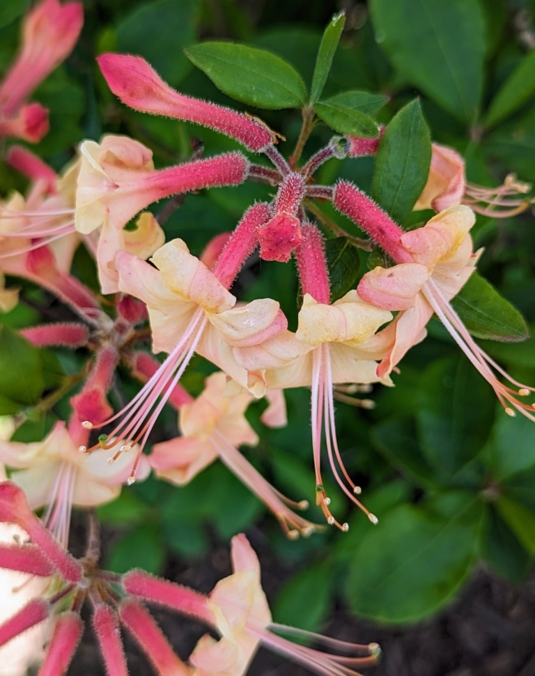 The Martha Stewart Blog : Blog Archive Planting More Than 100 Azaleas ...