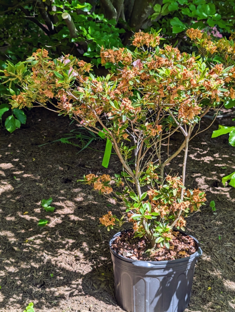 Planting More Than 100 Azaleas - The Martha Stewart Blog