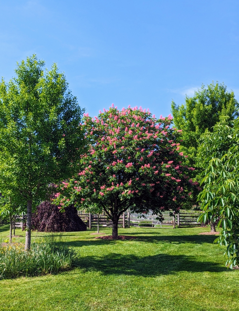 My Gardens in May - The Martha Stewart Blog