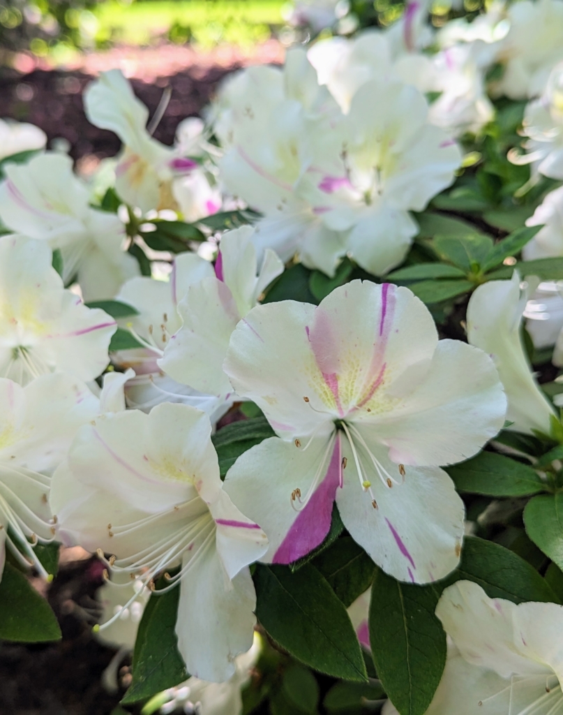 Planting More Than 100 Azaleas - The Martha Stewart Blog