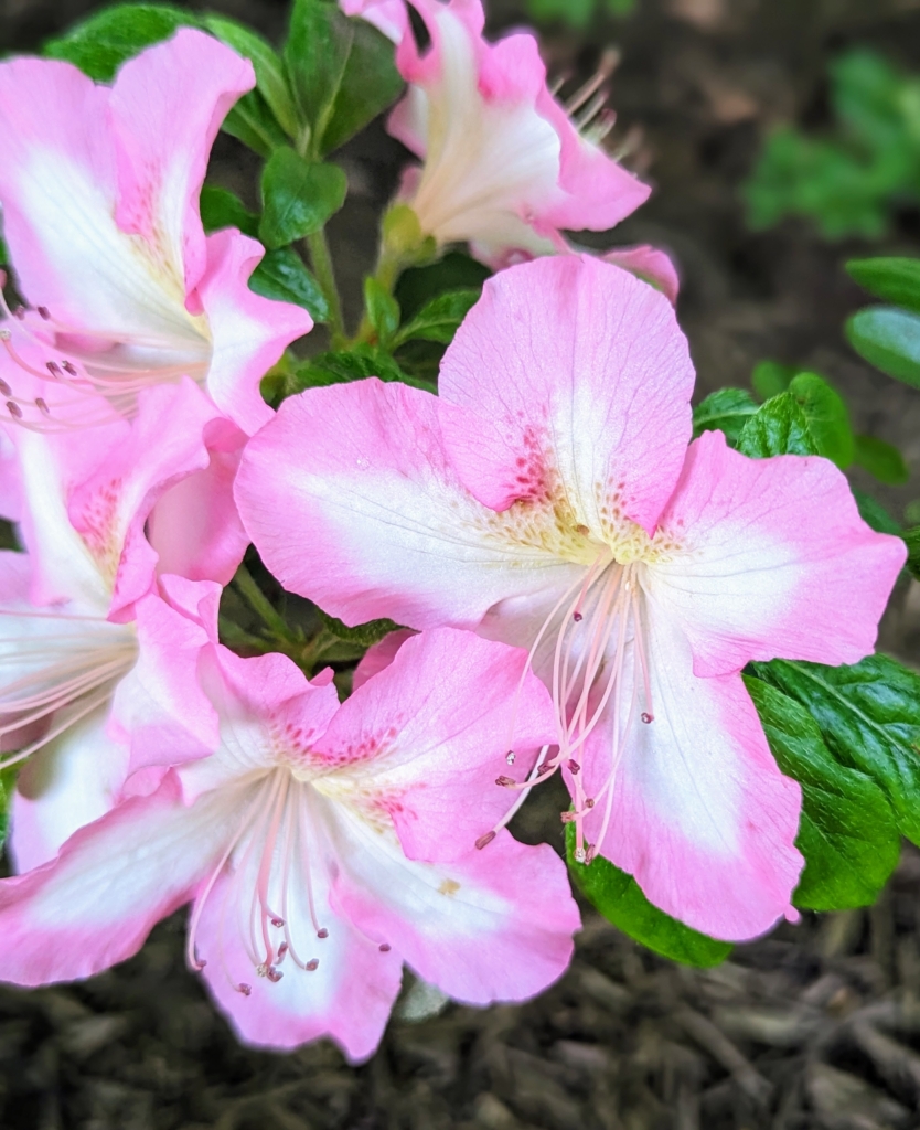 Planting More Than 100 Azaleas - The Martha Stewart Blog