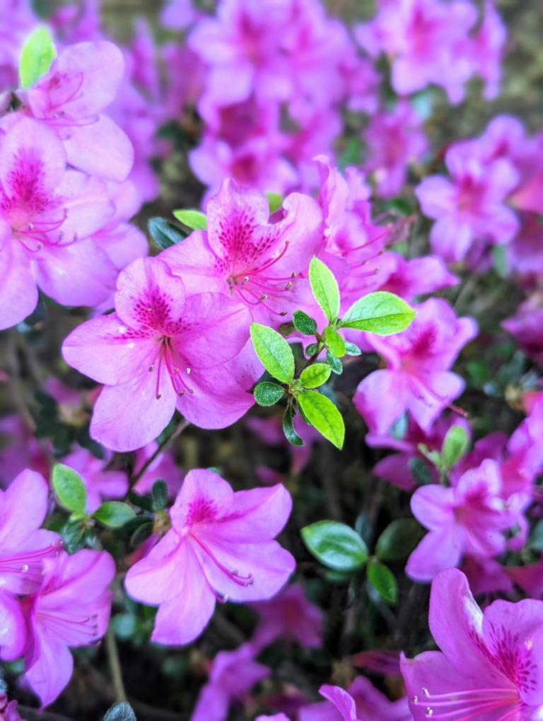 Planting More Than 100 Azaleas - The Martha Stewart Blog