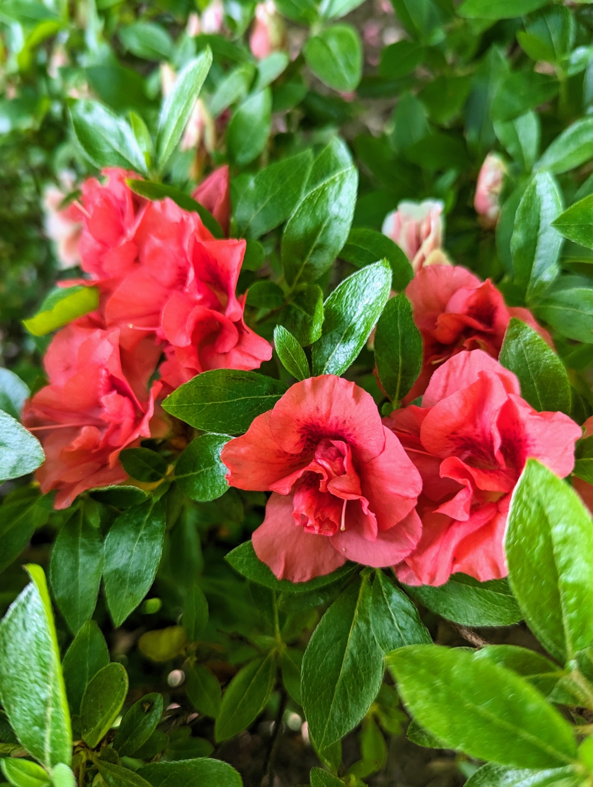 Planting More Than 100 Azaleas - The Martha Stewart Blog