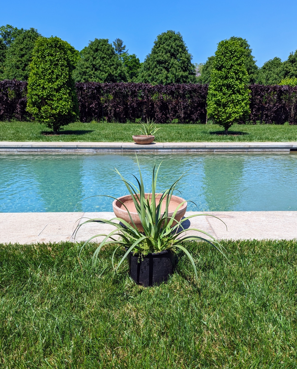 Displaying Potted Agaves Around the Pool - The Martha Stewart Blog
