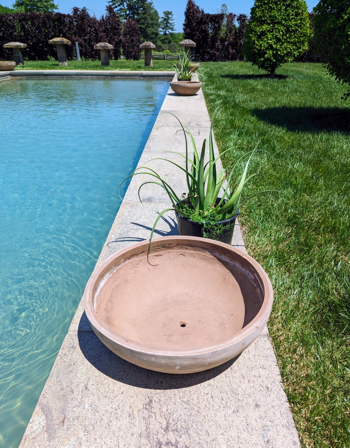 Displaying Potted Agaves Around the Pool - The Martha Stewart Blog