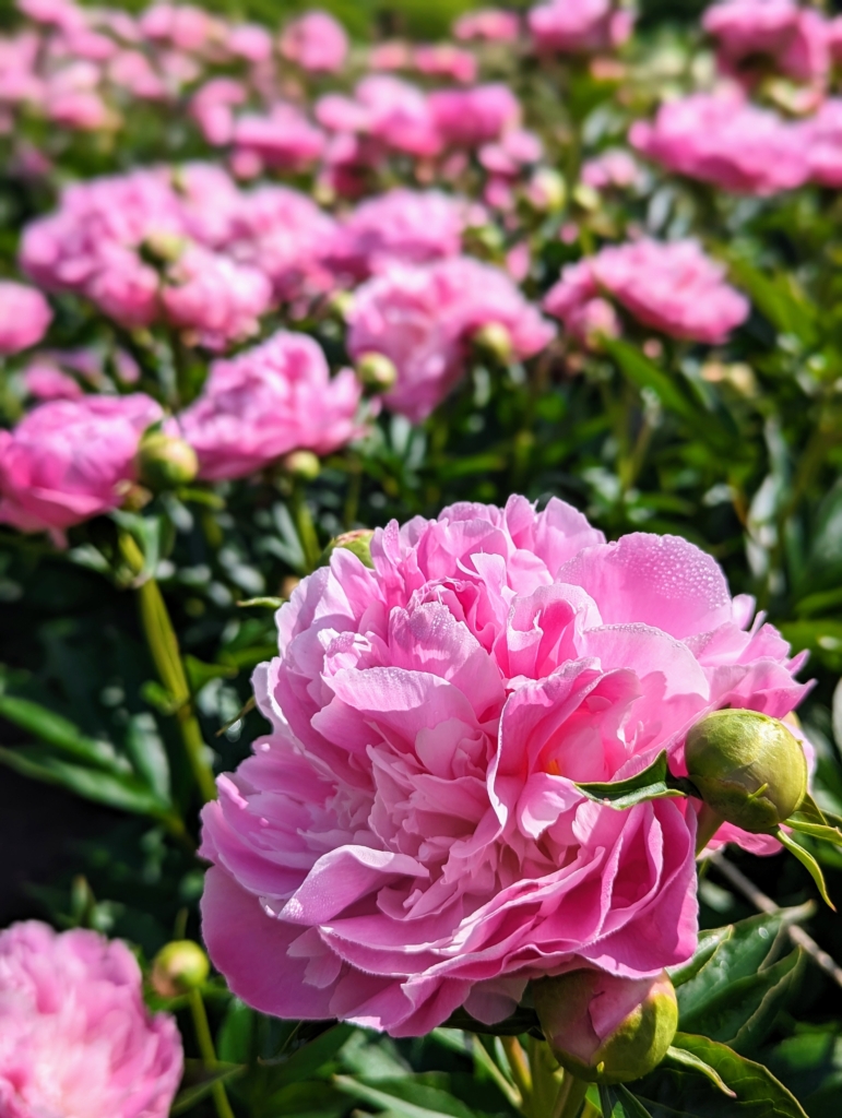 Blooming Herbaceous Peonies - The Martha Stewart Blog