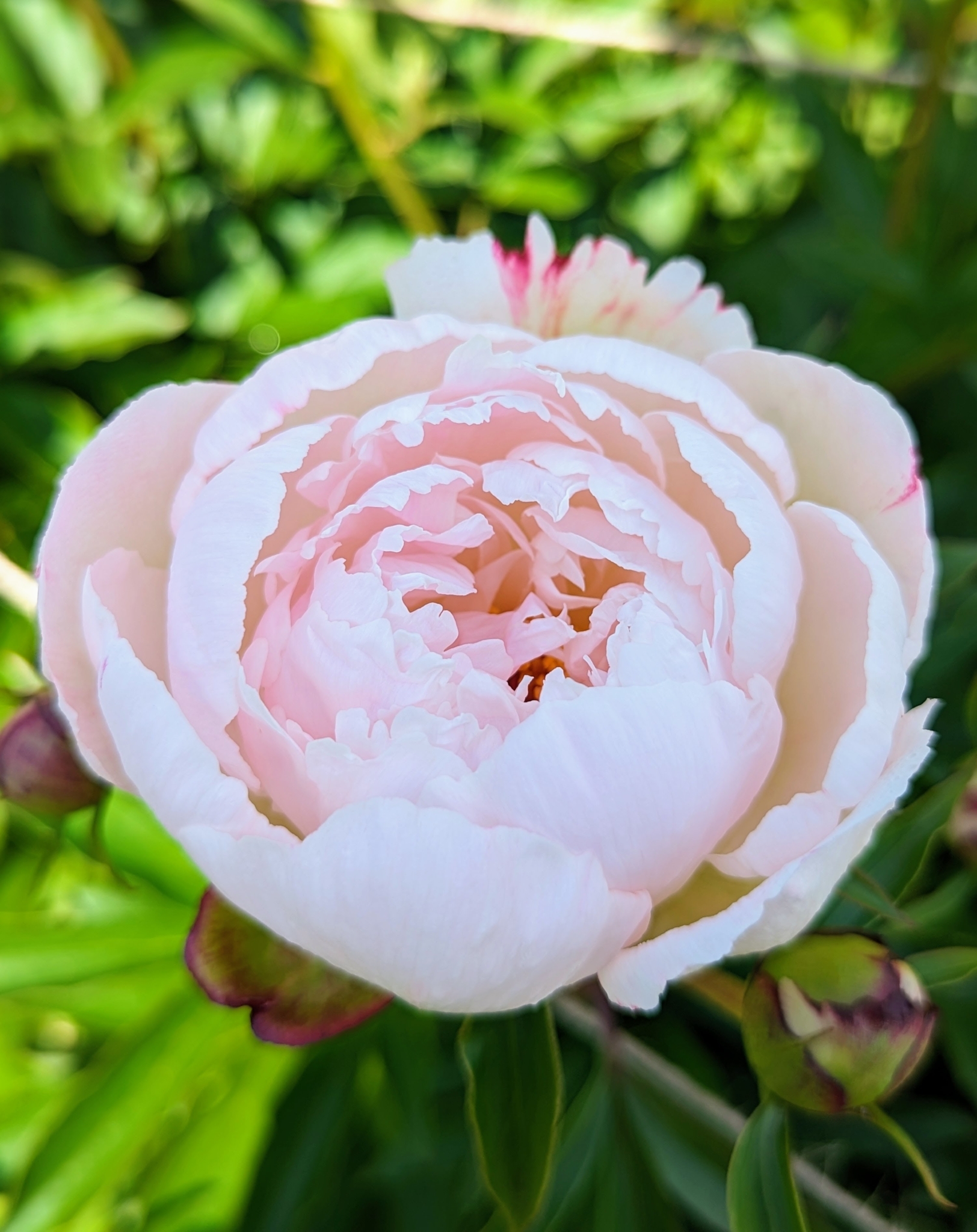 Blooming Herbaceous Peonies - The Martha Stewart Blog
