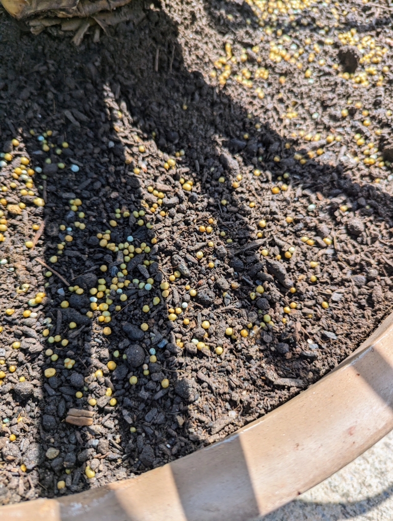 Displaying Potted Agaves Around the Pool - The Martha Stewart Blog