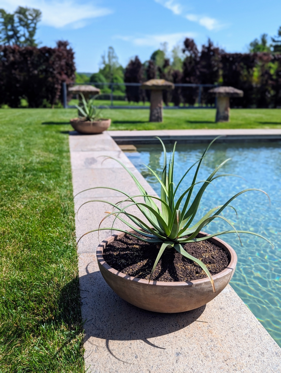 Displaying Potted Agaves Around the Pool - The Martha Stewart Blog