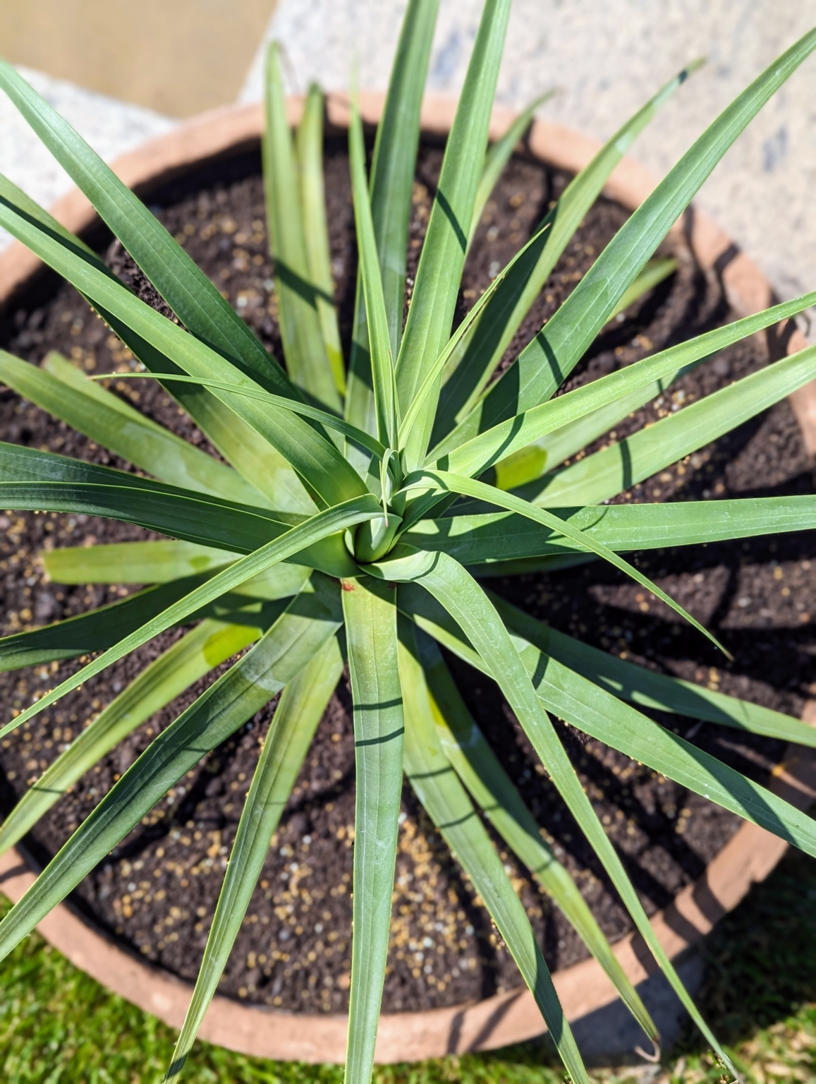 Displaying Potted Agaves Around the Pool - The Martha Stewart Blog