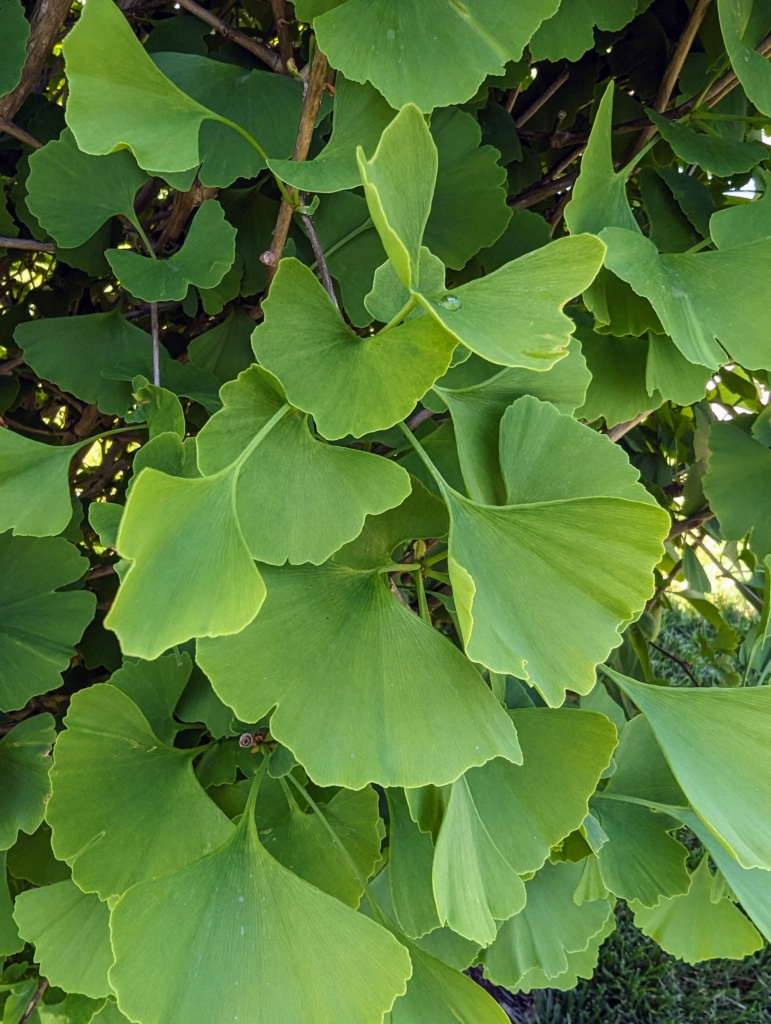 Displaying Potted Agaves Around the Pool - The Martha Stewart Blog