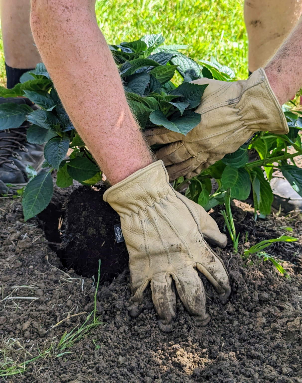 Planting Hydrangeas - The Martha Stewart Blog