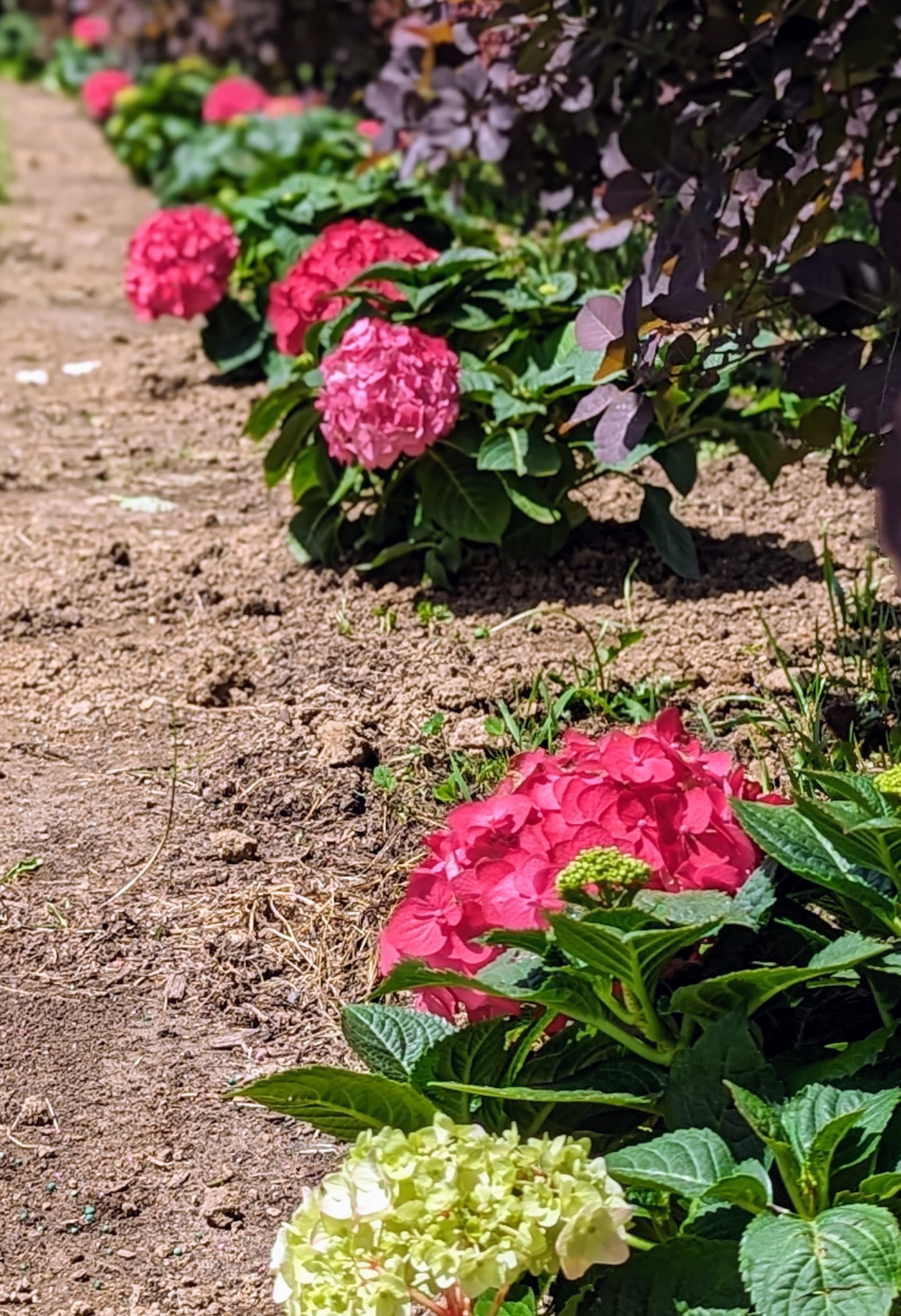 Planting Hydrangeas - The Martha Stewart Blog