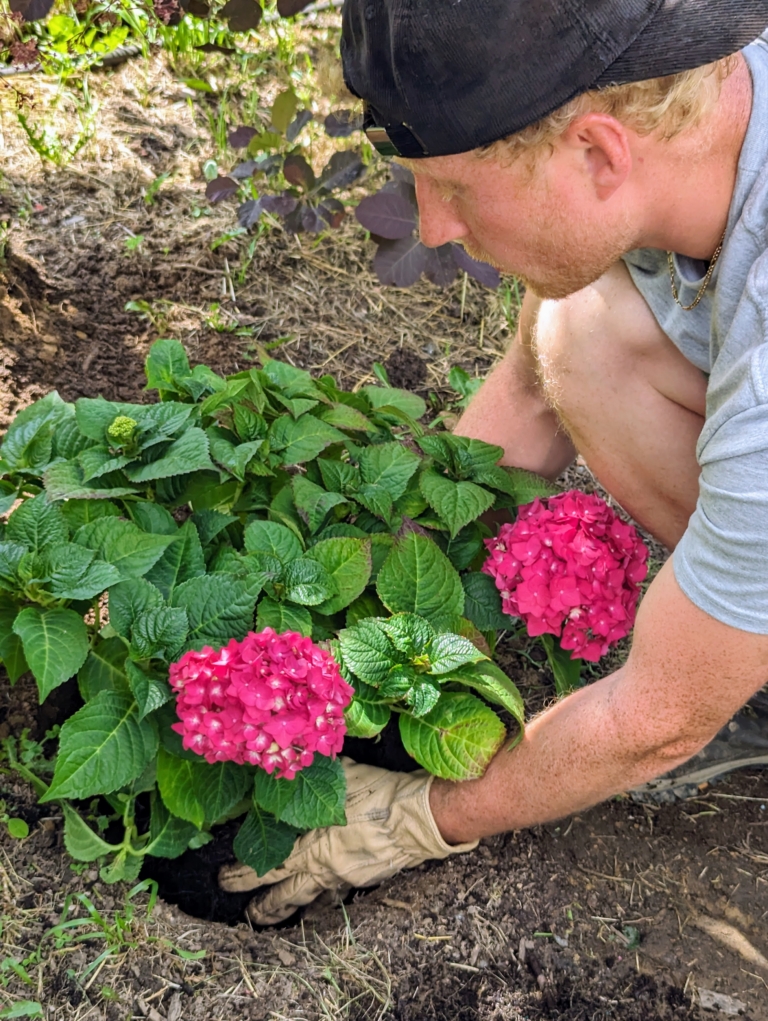 Planting Hydrangeas - The Martha Stewart Blog