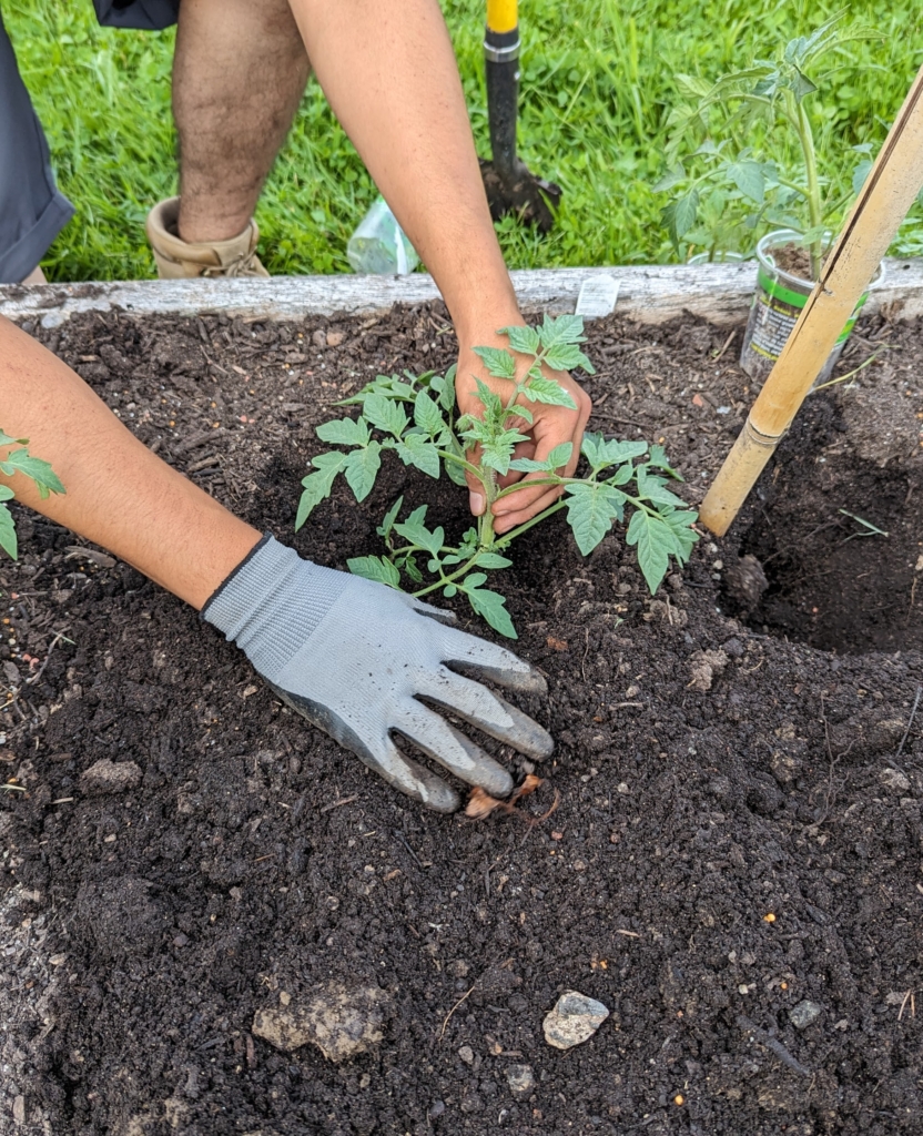 Planting Tomatoes - The Martha Stewart Blog