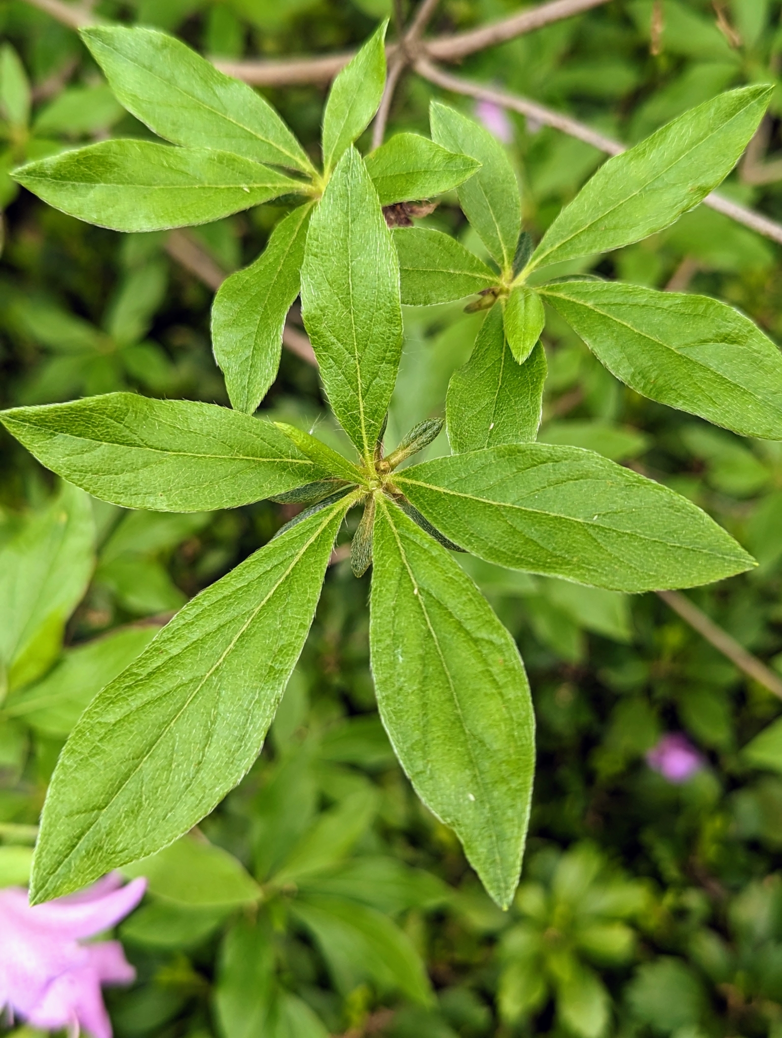 Planting More Than 100 Azaleas - The Martha Stewart Blog