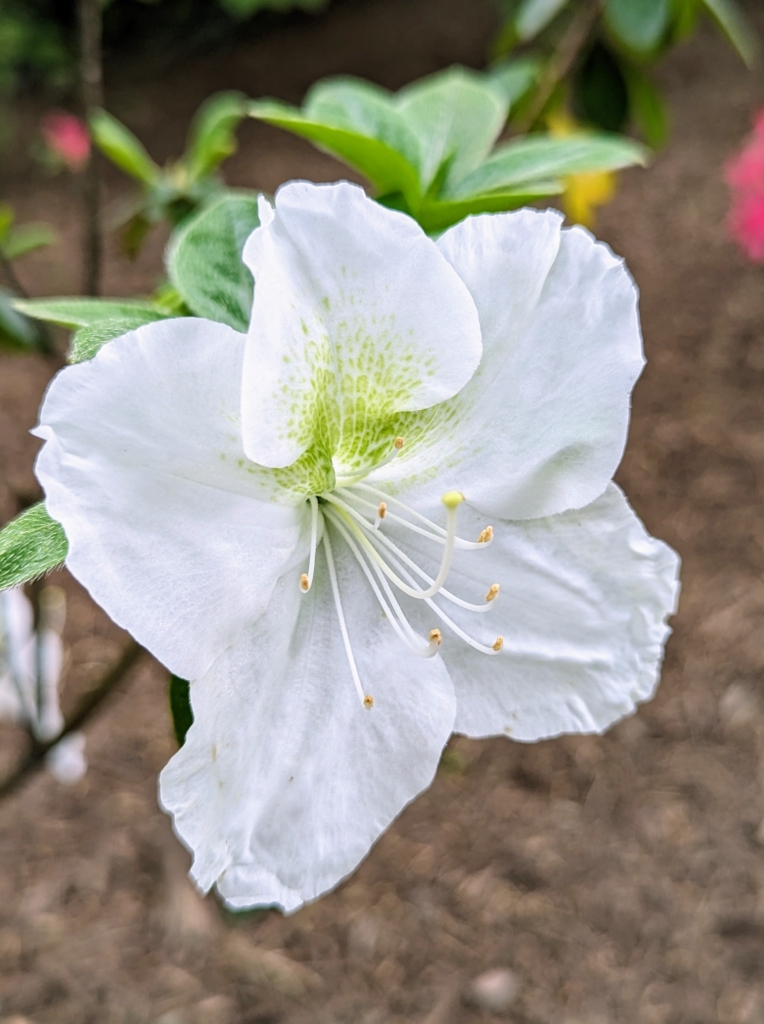 Blooming Azaleas - The Martha Stewart Blog