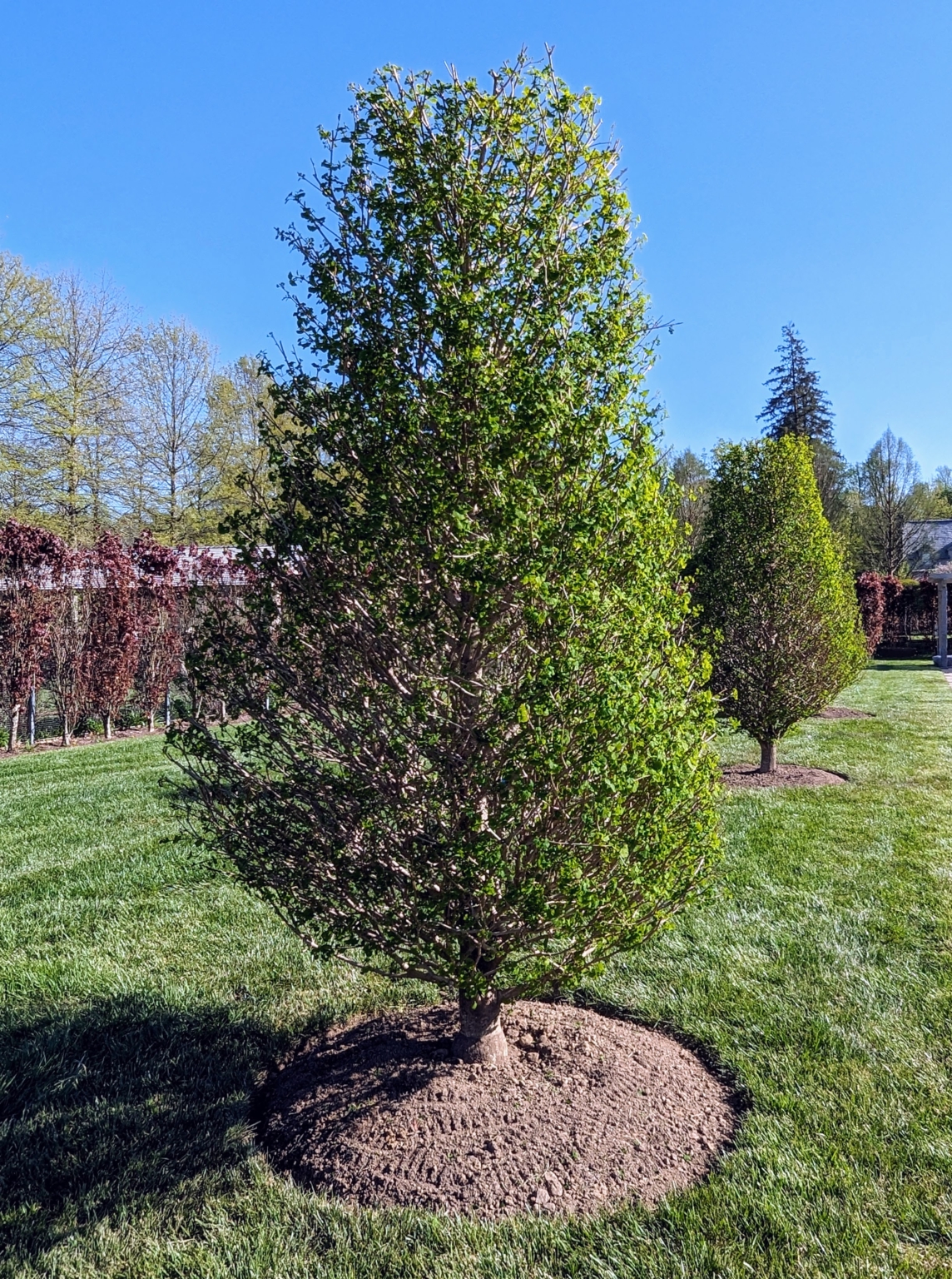 Displaying Potted Agaves Around the Pool - The Martha Stewart Blog