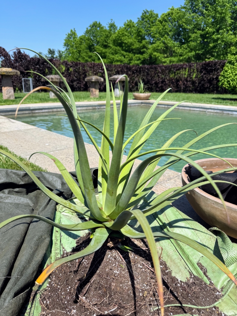 Displaying Potted Agaves Around the Pool - The Martha Stewart Blog