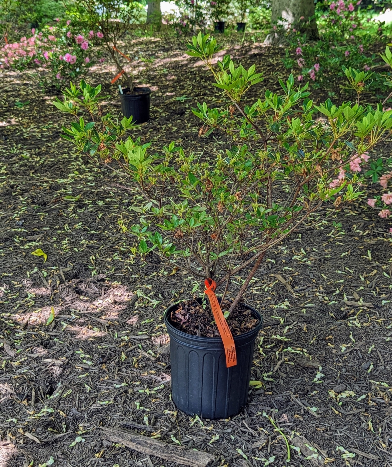 Planting More Than 100 Azaleas - The Martha Stewart Blog