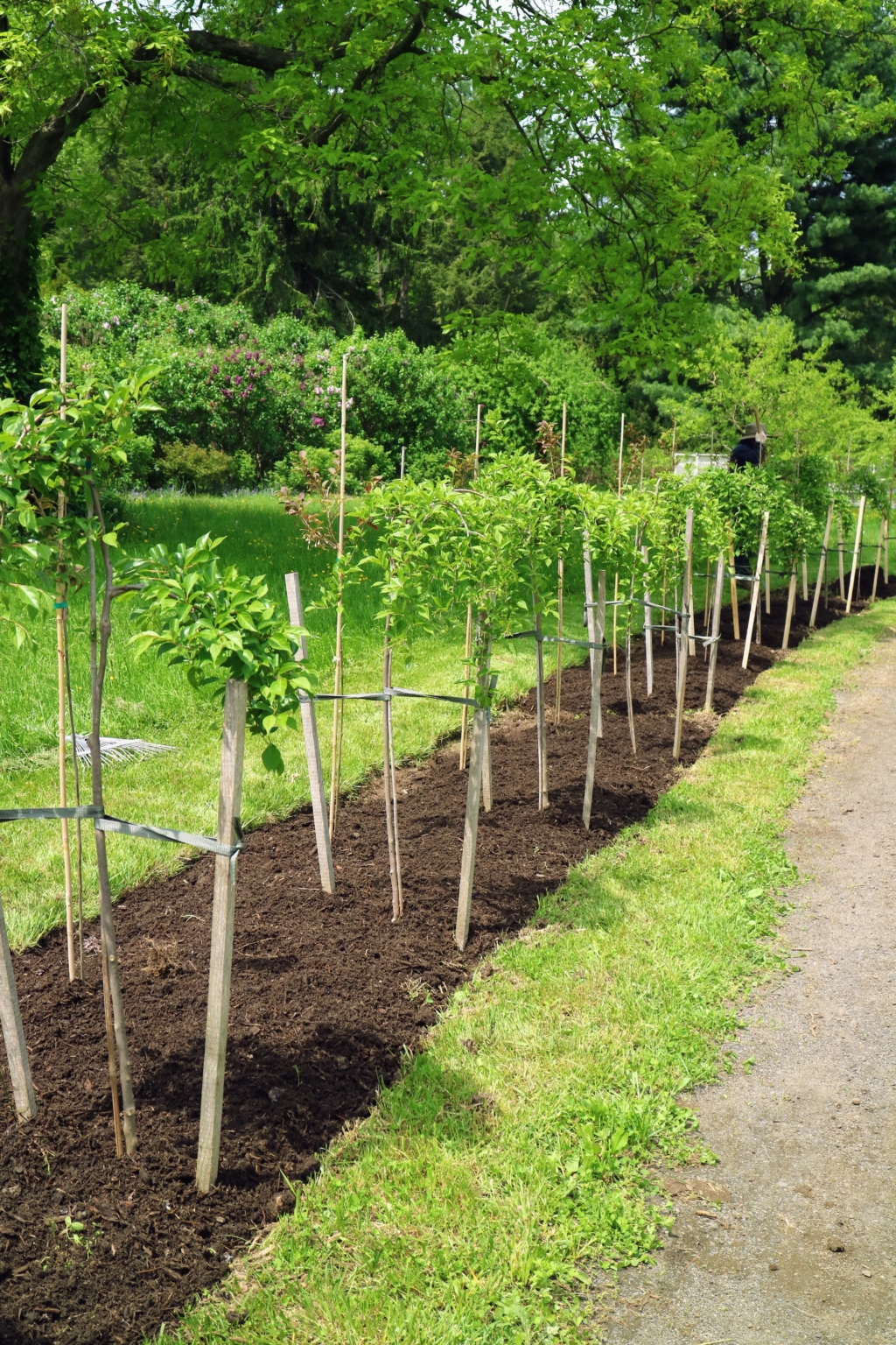 My Japanese Snowbell Trees - The Martha Stewart Blog