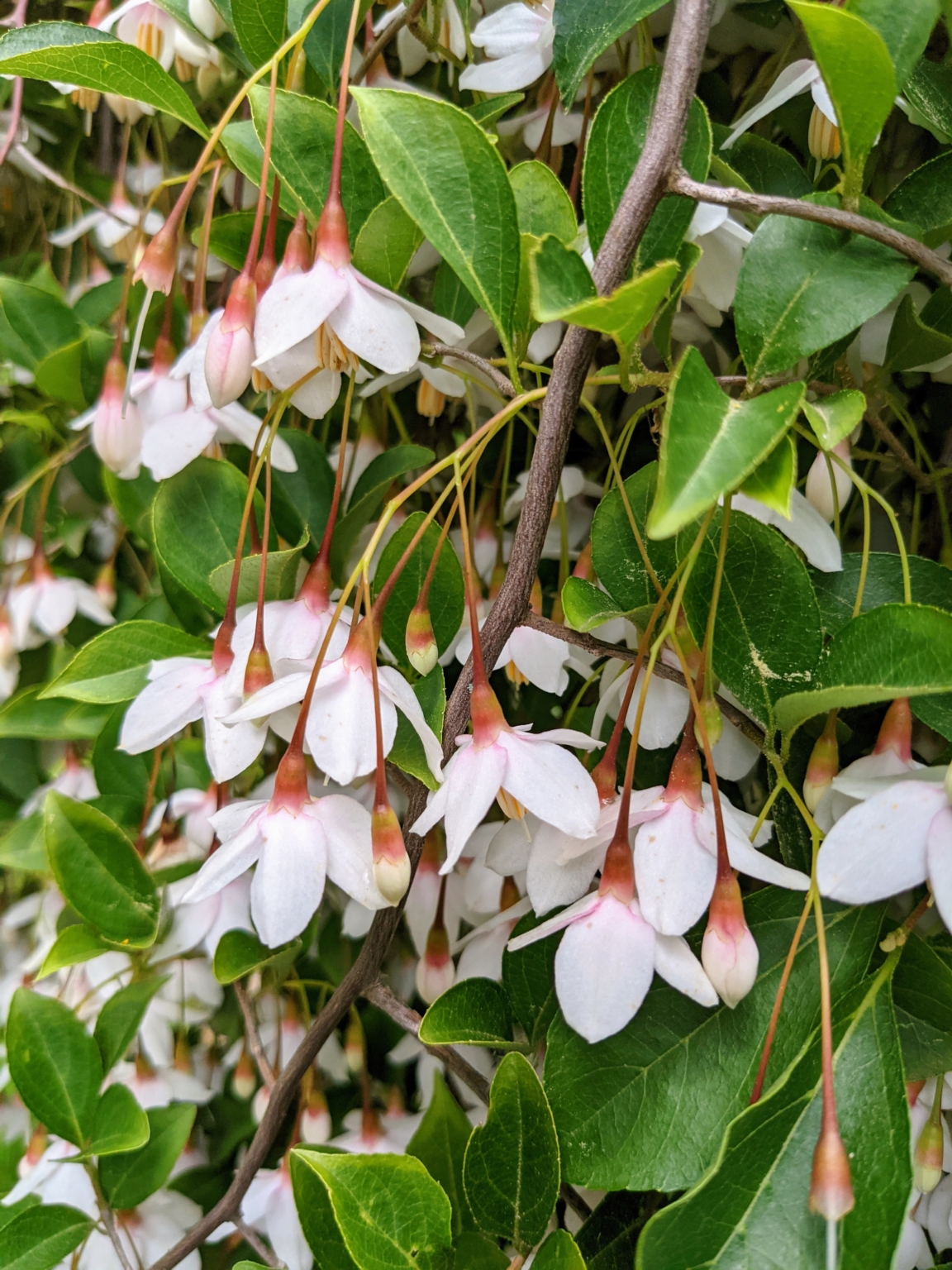 My Japanese Snowbell Trees - The Martha Stewart Blog