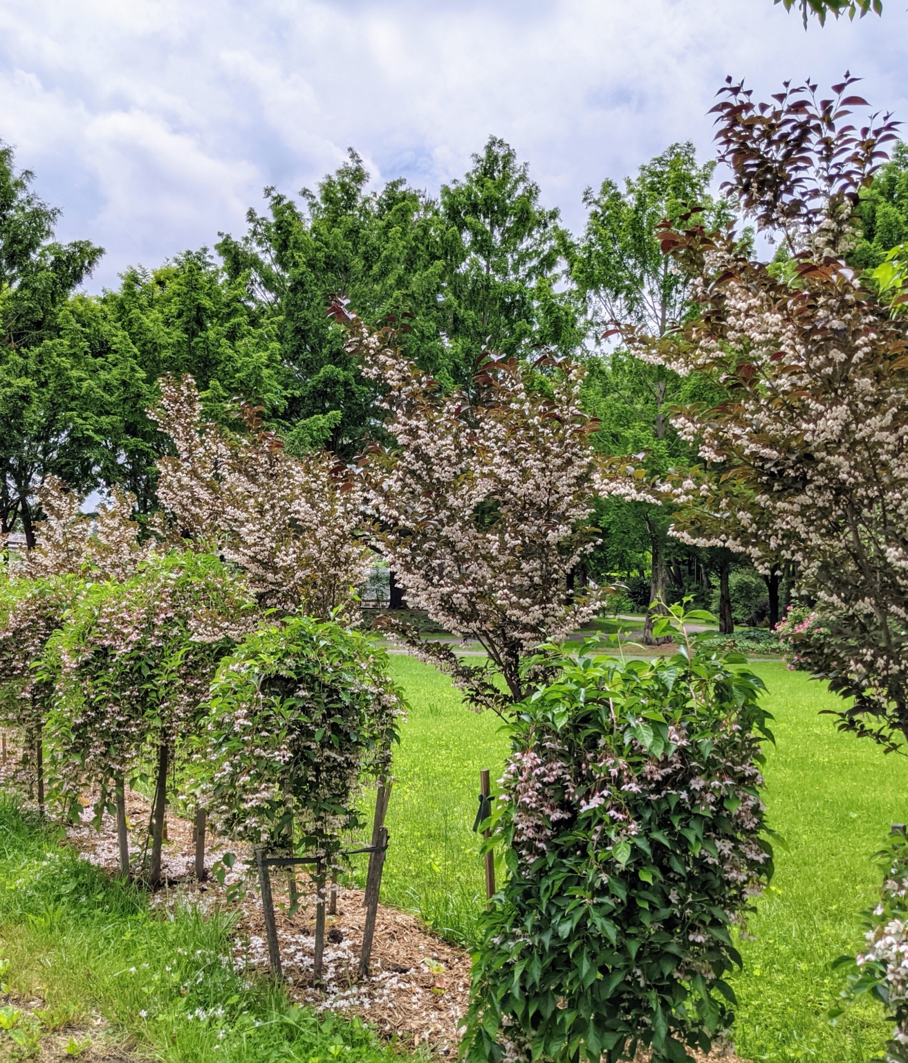 My Japanese Snowbell Trees - The Martha Stewart Blog