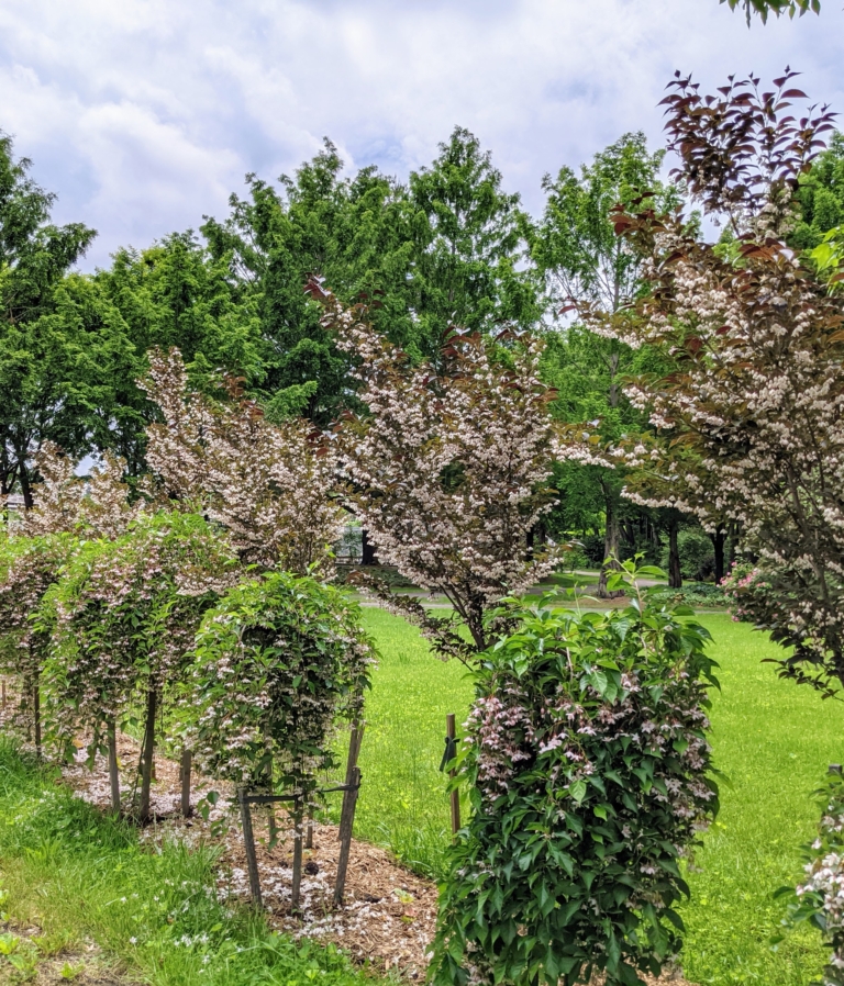 My Japanese Snowbell Trees - The Martha Stewart Blog