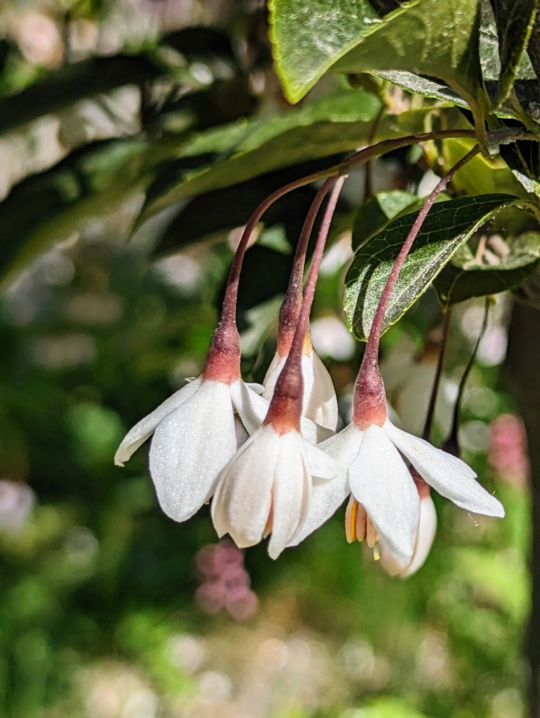 My Japanese Snowbell Trees - The Martha Stewart Blog
