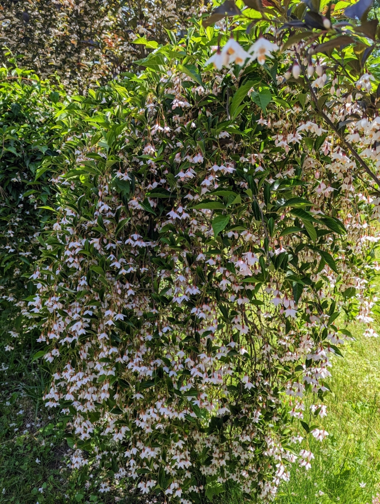 My Japanese Snowbell Trees - The Martha Stewart Blog