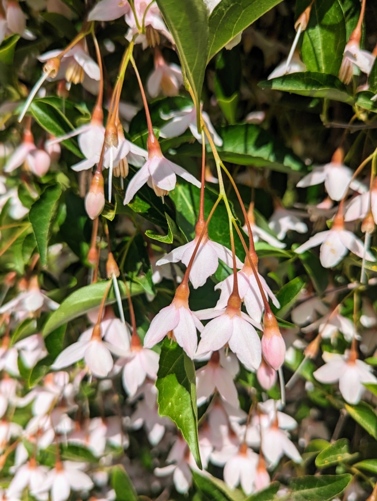 My Japanese Snowbell Trees - The Martha Stewart Blog