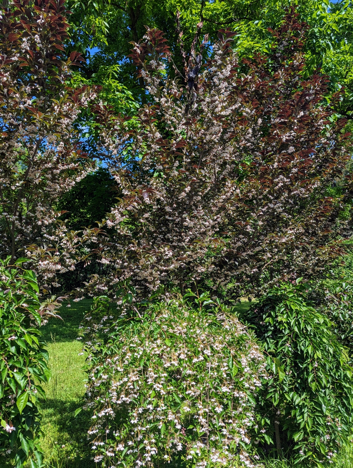 My Japanese Snowbell Trees - The Martha Stewart Blog