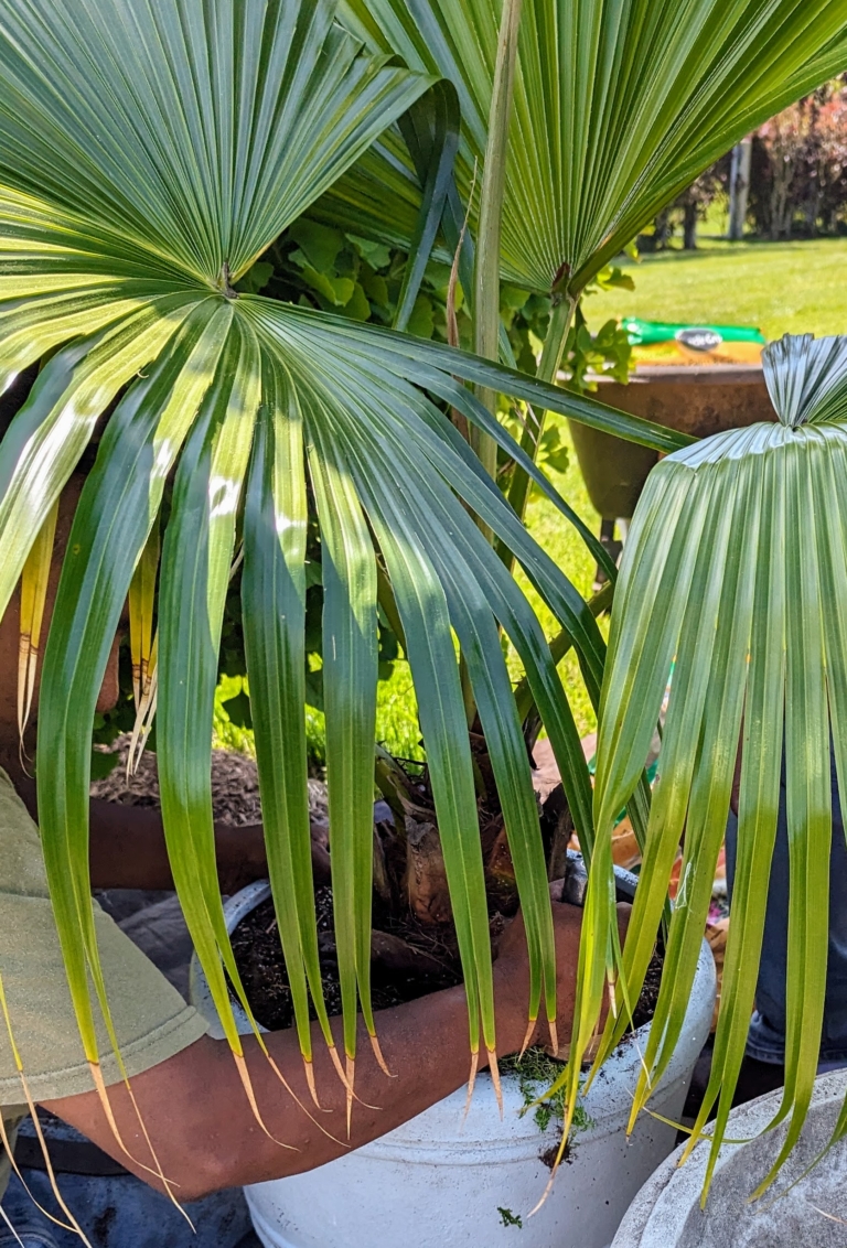 Fan Palms Around My Pool - The Martha Stewart Blog