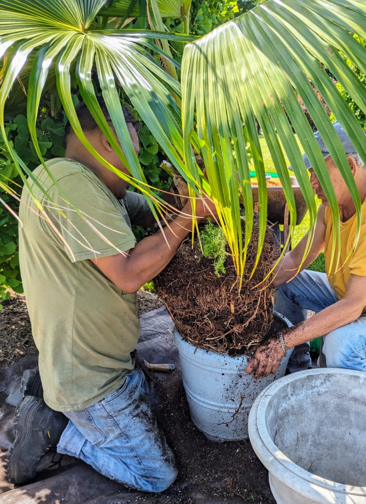 Fan Palms Around My Pool - The Martha Stewart Blog