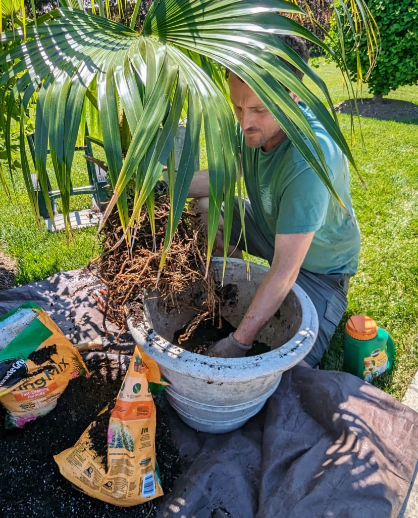 Fan Palms Around My Pool - The Martha Stewart Blog