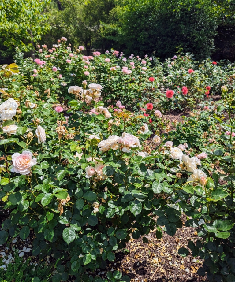 Beautiful, Fragrant Roses - The Martha Stewart Blog