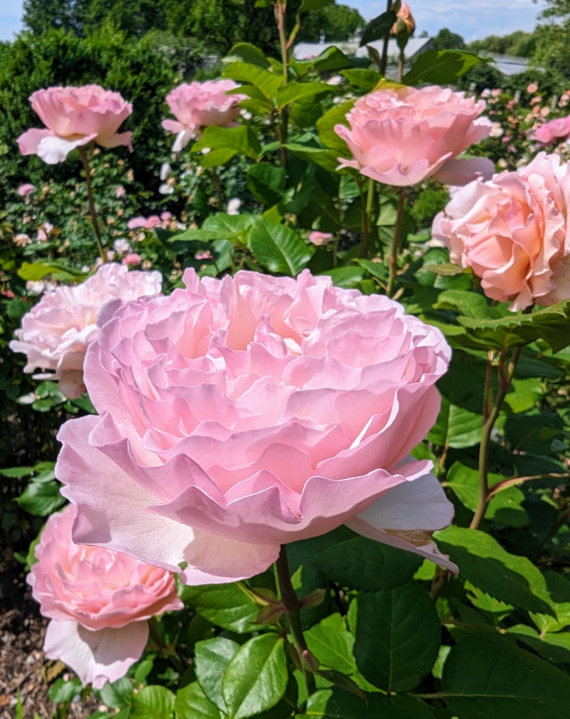 Beautiful, Fragrant Roses - The Martha Stewart Blog