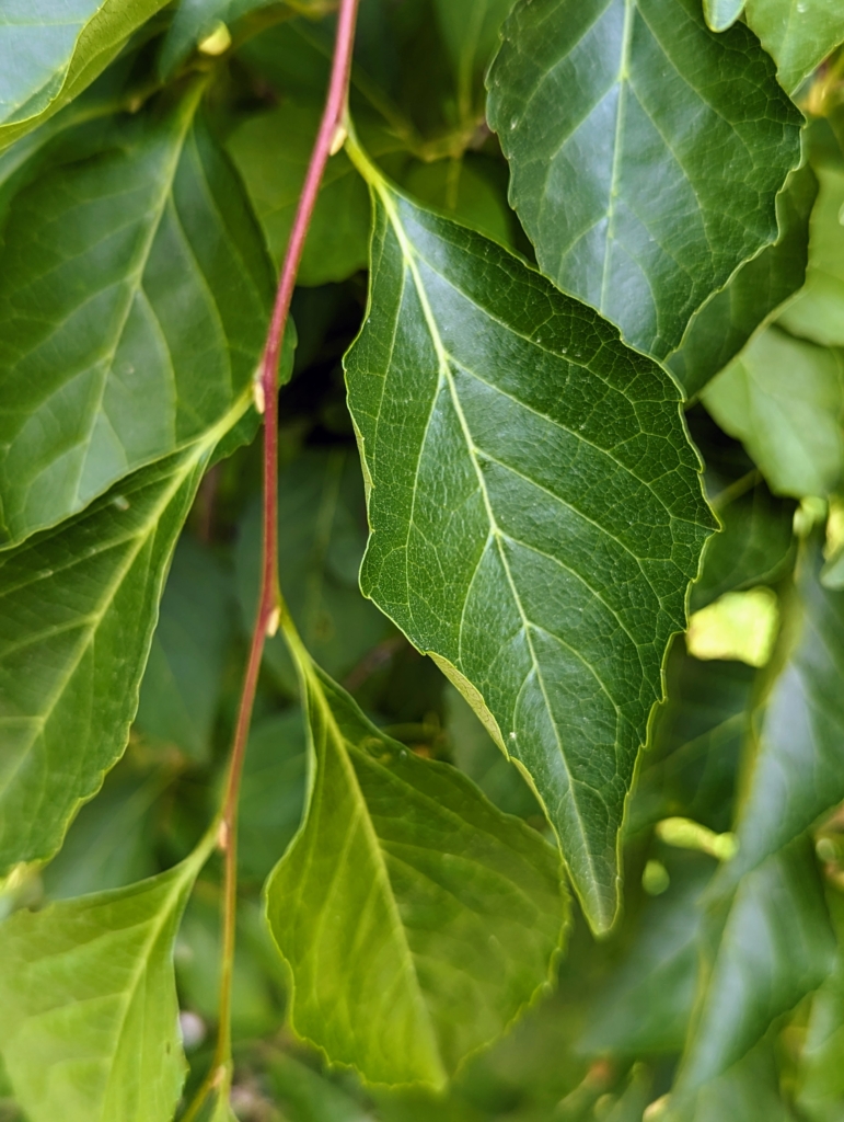 My Japanese Snowbell Trees - The Martha Stewart Blog