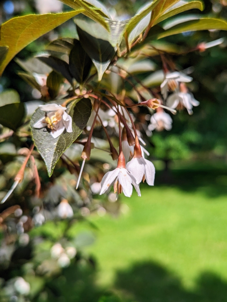 My Japanese Snowbell Trees - The Martha Stewart Blog