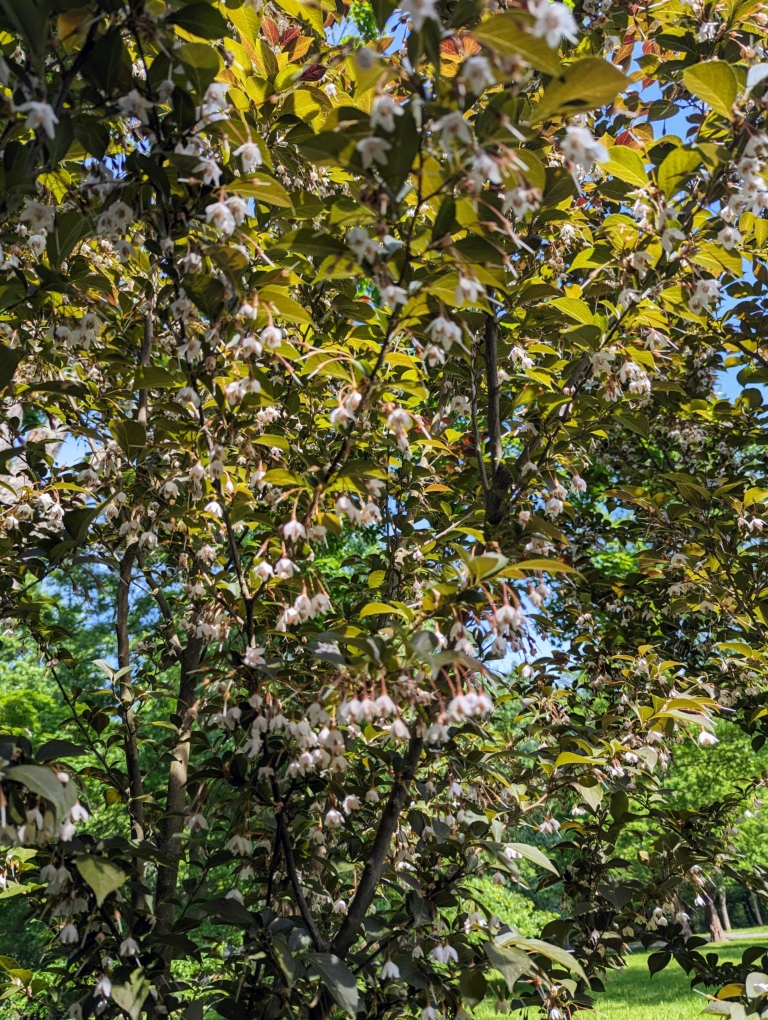 My Japanese Snowbell Trees - The Martha Stewart Blog