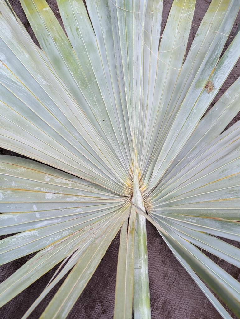 Potting Up Palms - The Martha Stewart Blog