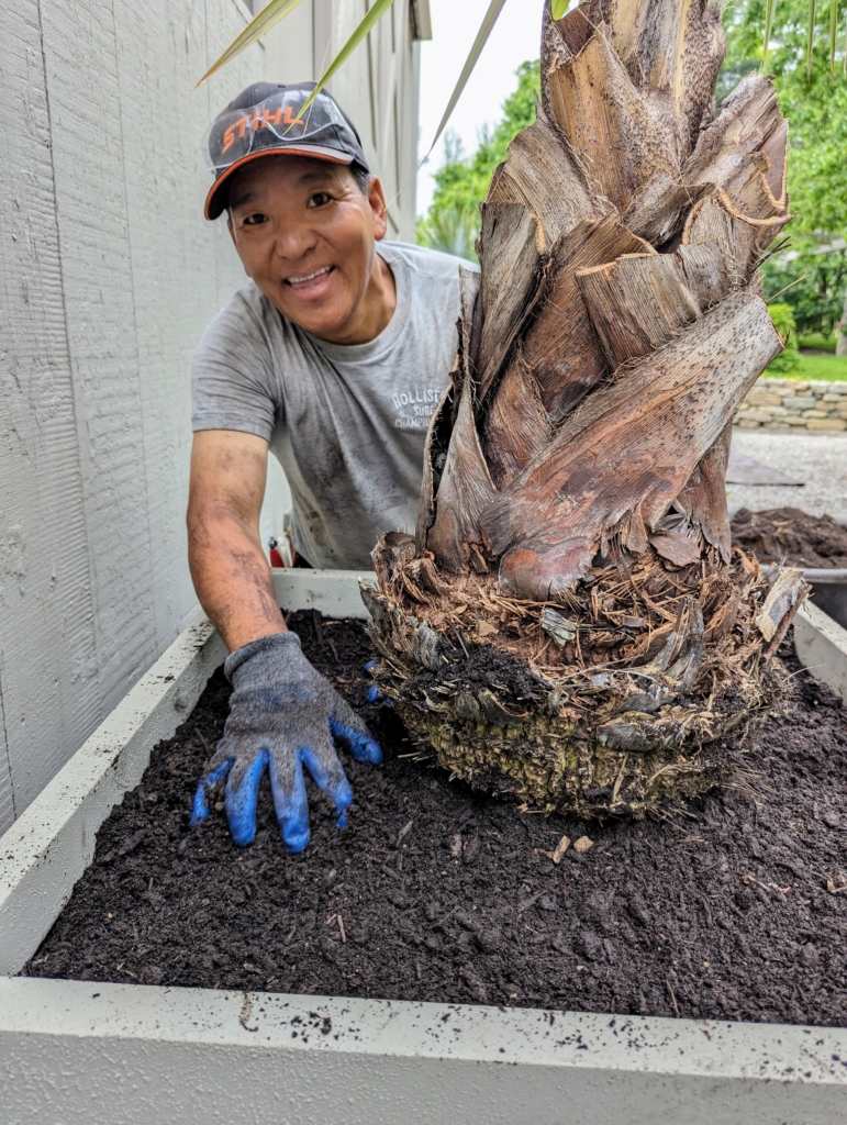 Potting Up Palms - The Martha Stewart Blog