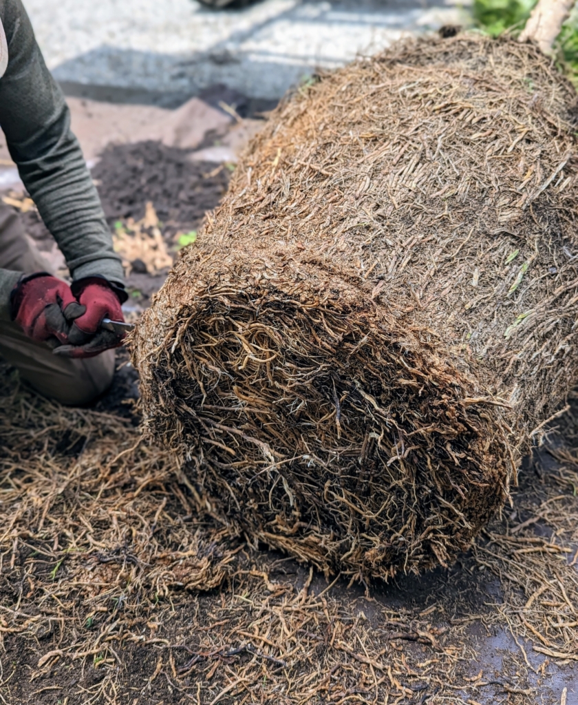 Potting Up Palms - The Martha Stewart Blog