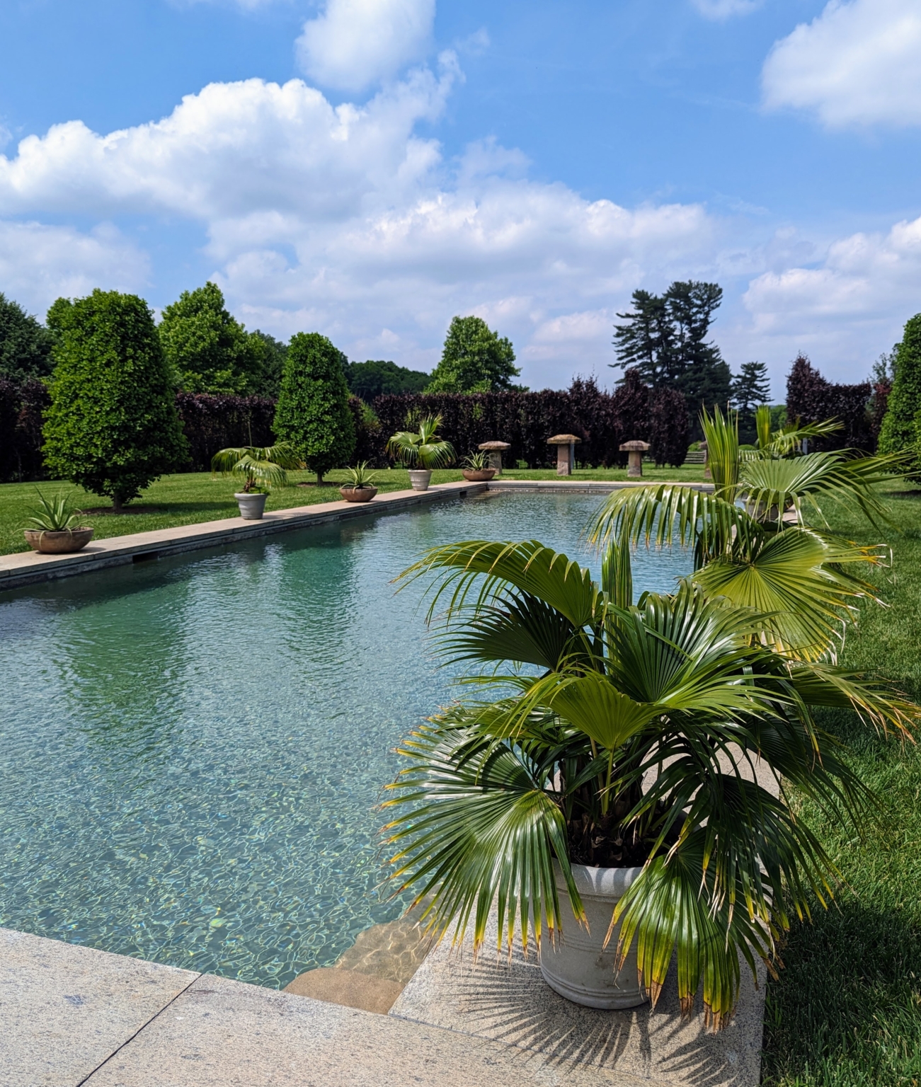 Fan Palms Around My Pool - The Martha Stewart Blog