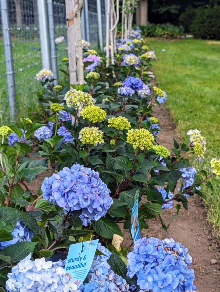Planting BloomStruck® Bigleaf Hydrangeas - The Martha Stewart Blog