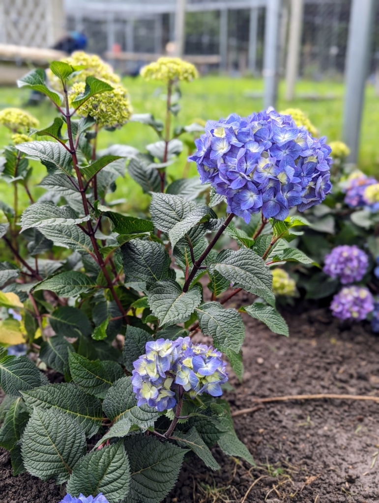 Planting BloomStruck® Bigleaf Hydrangeas - The Martha Stewart Blog