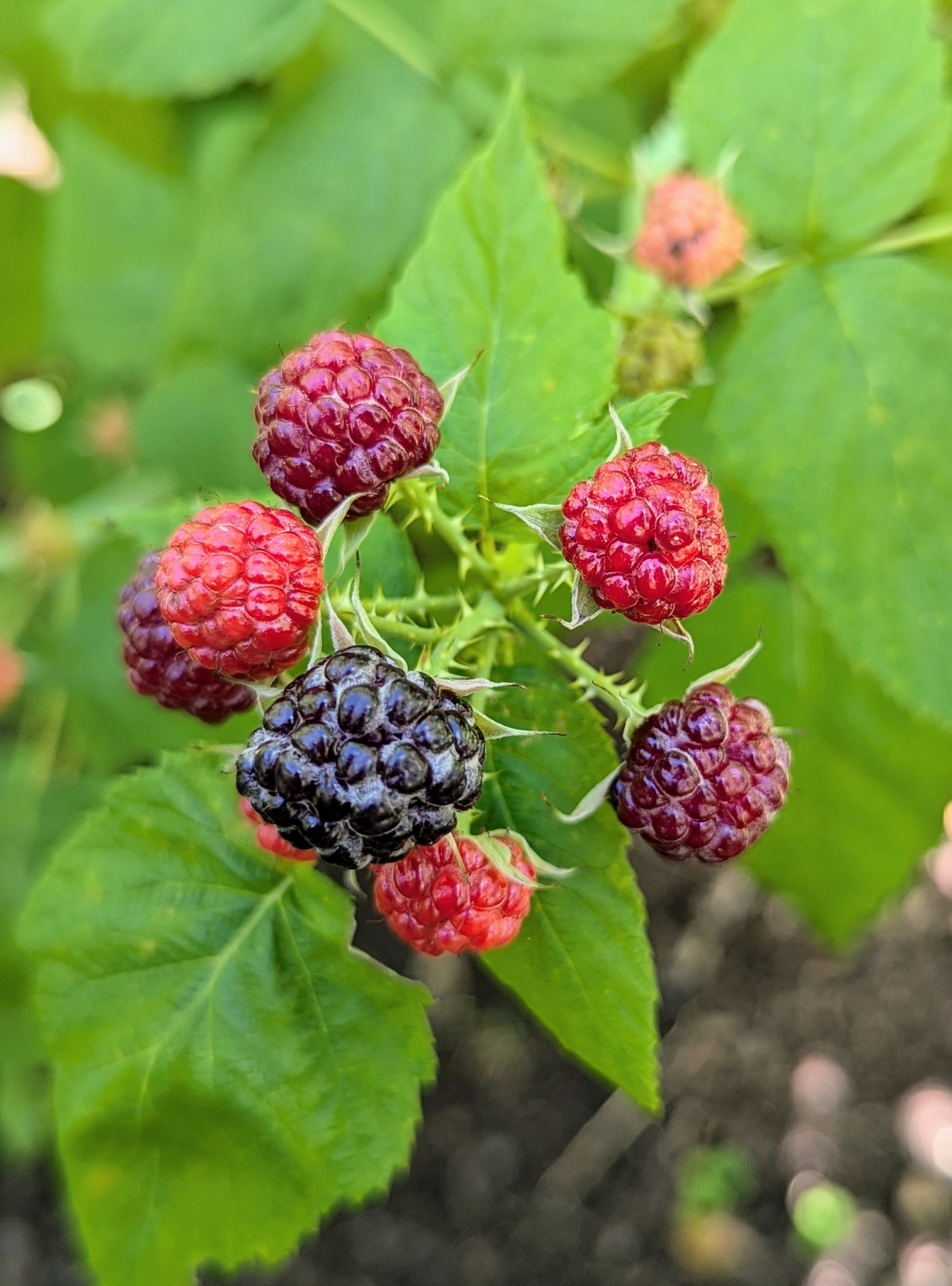 Picking Raspberries, Currants, and Gooseberries at My Farm - The Martha ...