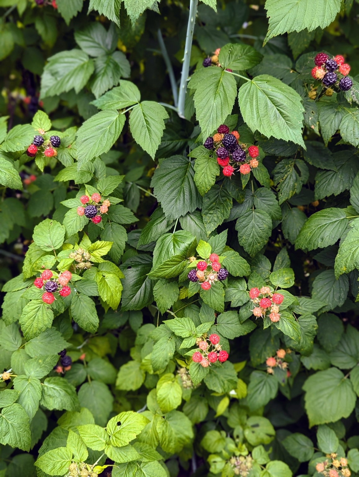 Picking Raspberries, Currants, and Gooseberries at My Farm - The Martha ...
