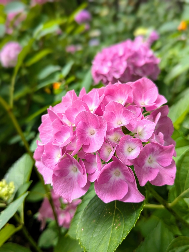 My Hydrangea Border - The Martha Stewart Blog
