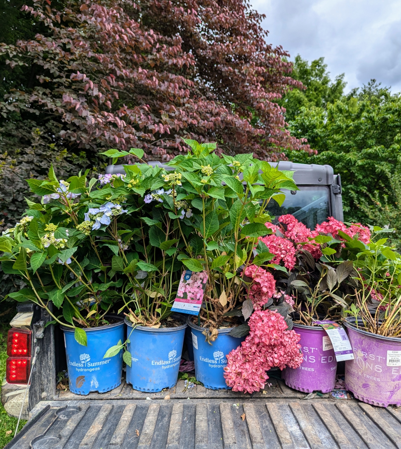 My Hydrangea Border - The Martha Stewart Blog